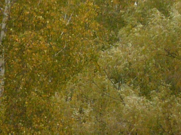 forest side view texture 0007 - Texturelib